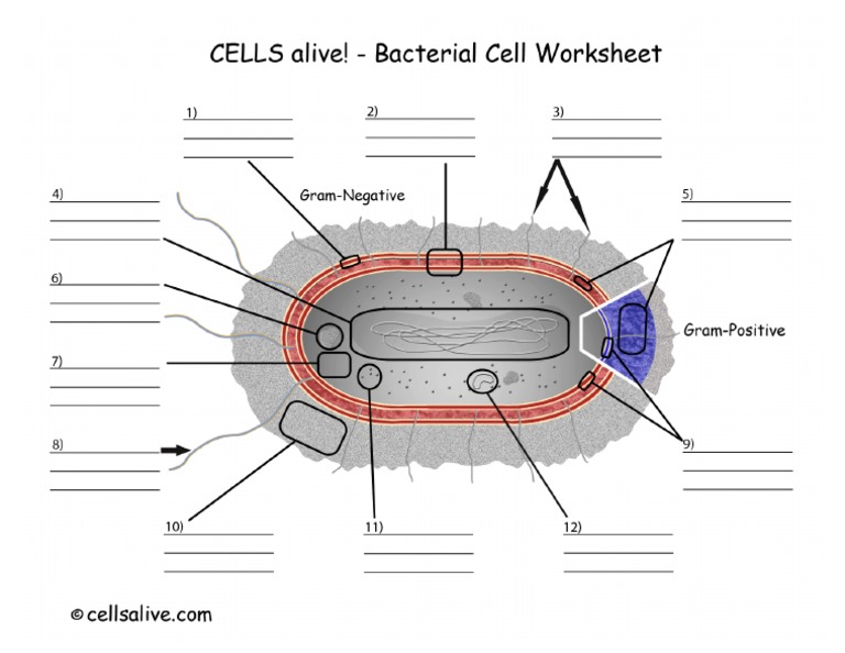 Bacterial Cell Worksheet | PDF