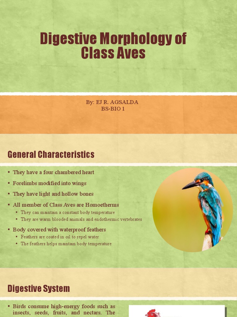 Digestive Morphology of Class Aves | PDF | Gastrointestinal Tract | Mouth