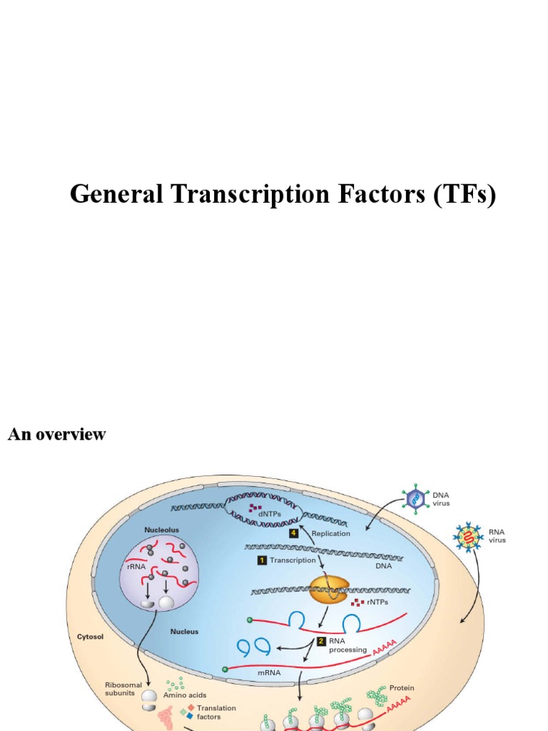 Overview of General Transcription Factors | PDF | Translation (Biology ...