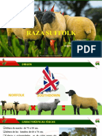 Raza Caprina Anglo-Nubian: Características y Cuidados | PDF | Cabra | Leche