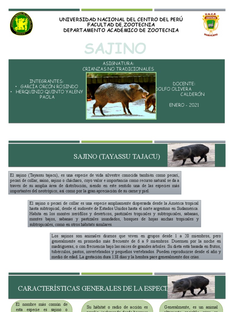 Exposición - SAJINO | PDF | Enfermedades animales | Naturaleza