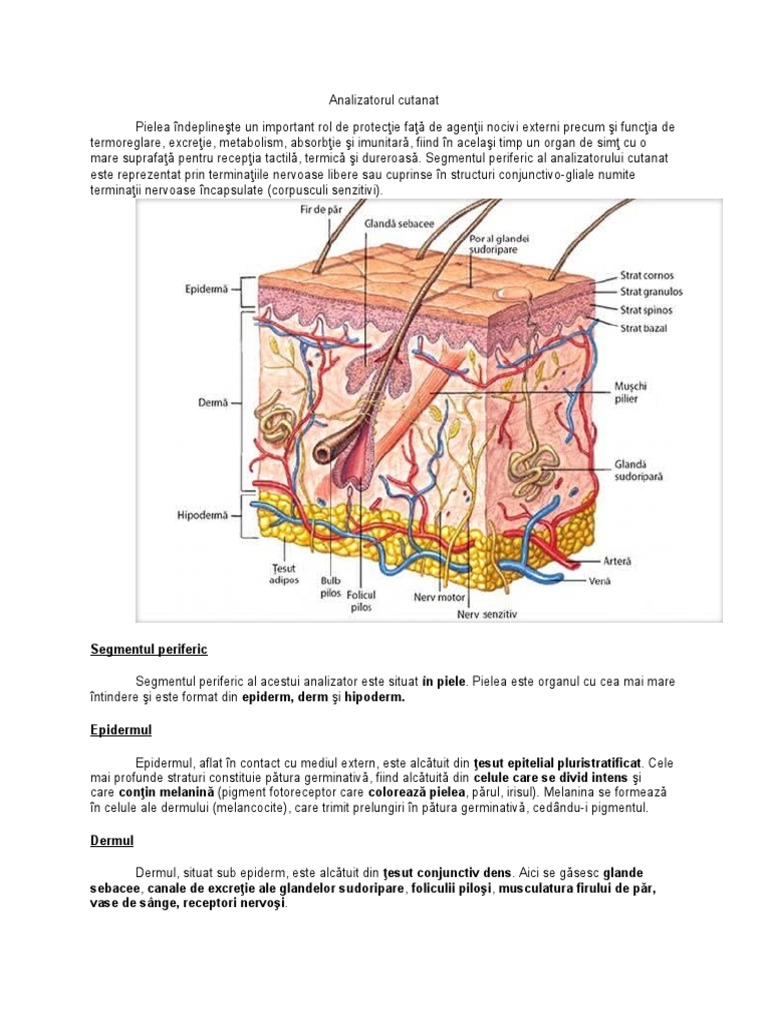 Analizatorul Cutanat REZOLVARE ANATOMIE | PDF