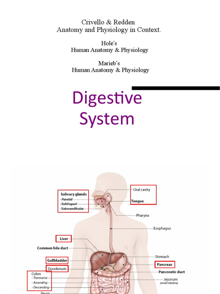 Anatomy of the Digestive System | PDF | Pancreas | Stomach