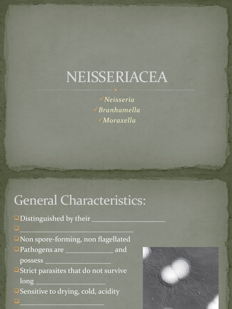 Understanding the Neisseriaceae Family: Taxonomy, Pathogenesis ...