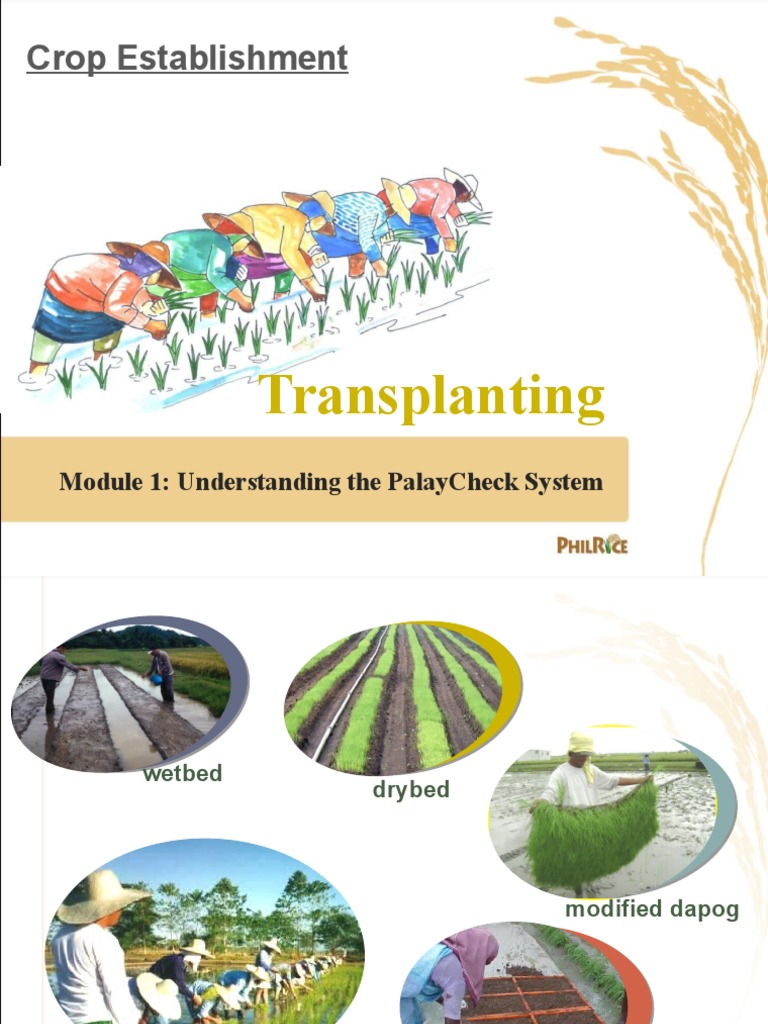 Understanding Crop Establishment Methods | PDF | Seed | Seedling