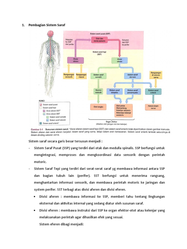 Pembagian Sistem Saraf | PDF