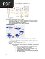 Neurulación en Embriología: Proceso y Etapas | PDF | Anatomía ...