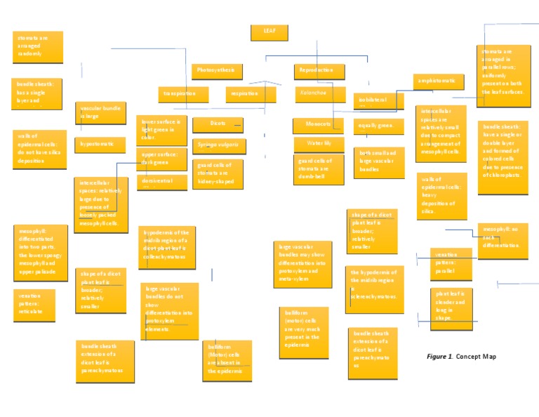 Leaf Concept Map | PDF | Leaf | Stoma