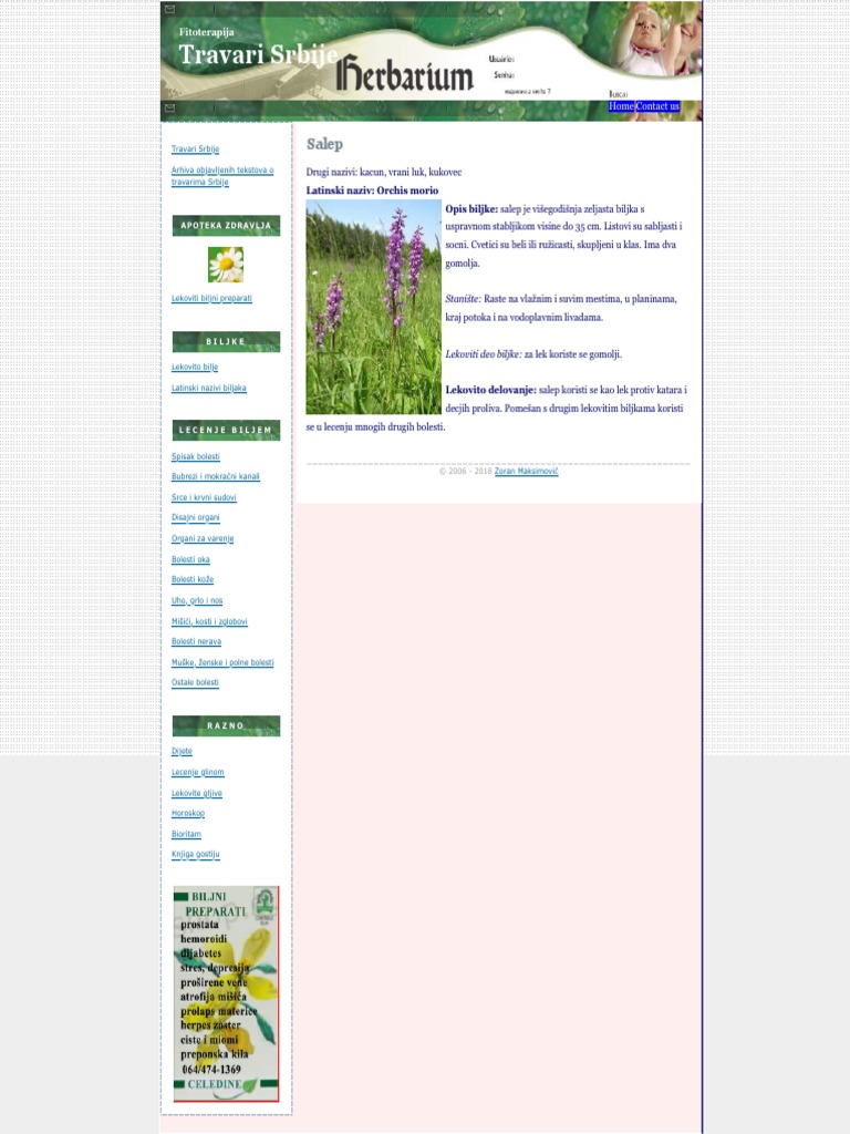 Salep - Biljka - Lekovito Bilje - Trave | PDF