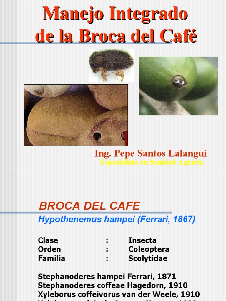 Manejo de la Broca del Café | PDF | café | Control biológico de plagas