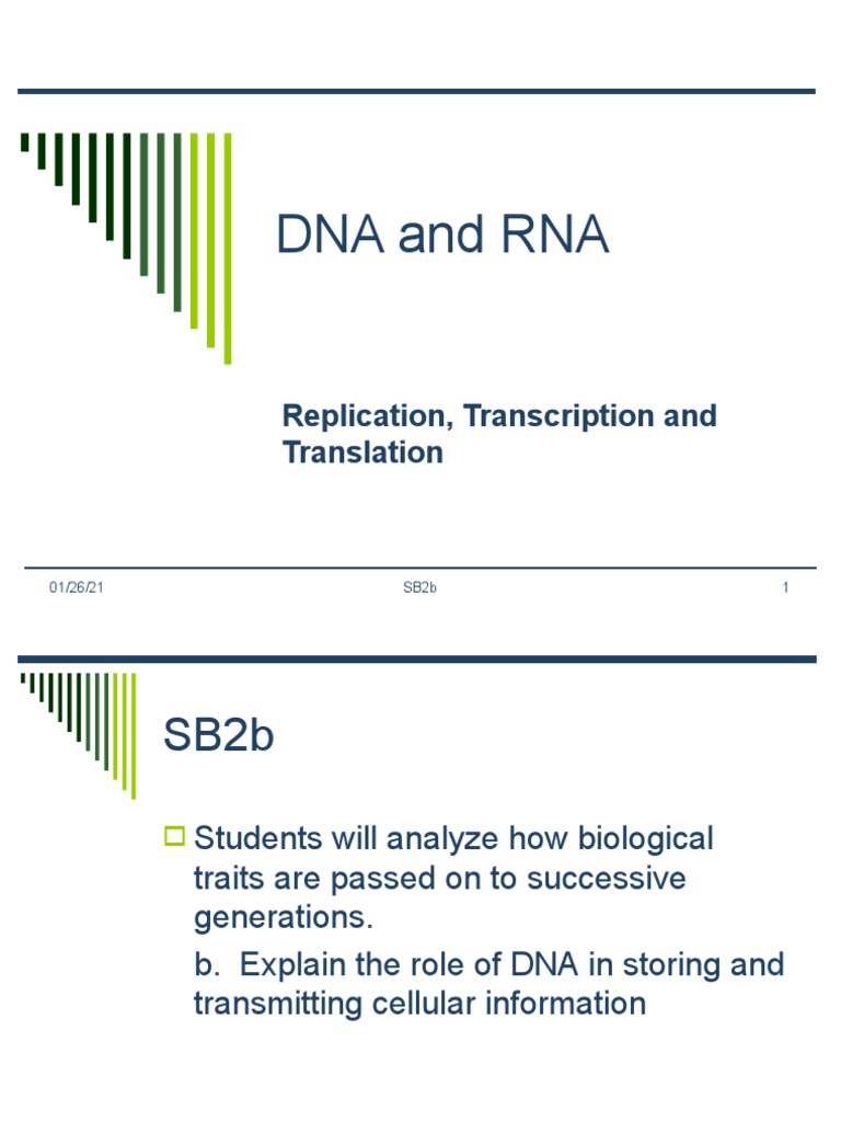 Dna and Rna: Replication, Transcription and Translation | PDF | Dna ...