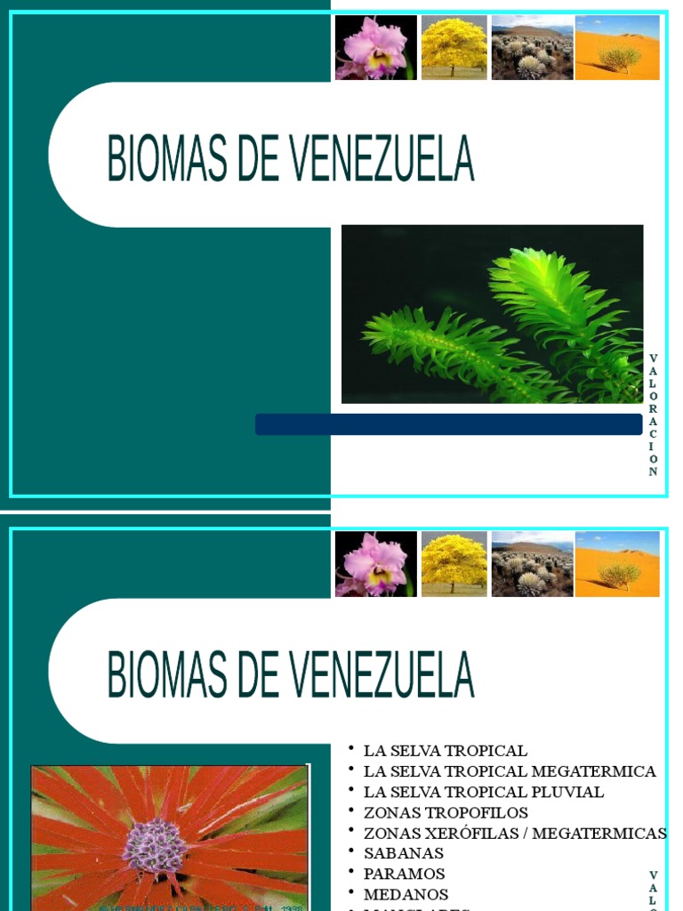 Biomas de Venezuela | PDF | Selva | Zona tropical