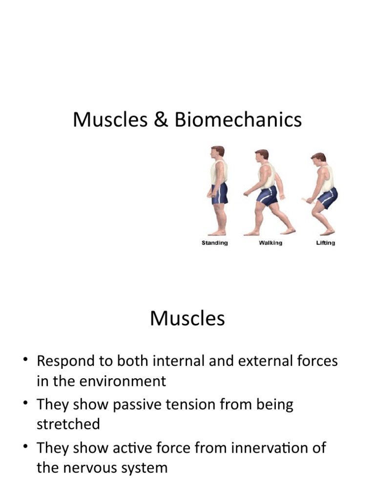 B Muscles - Biomechanics - Student | PDF | Muscle Contraction | Muscle
