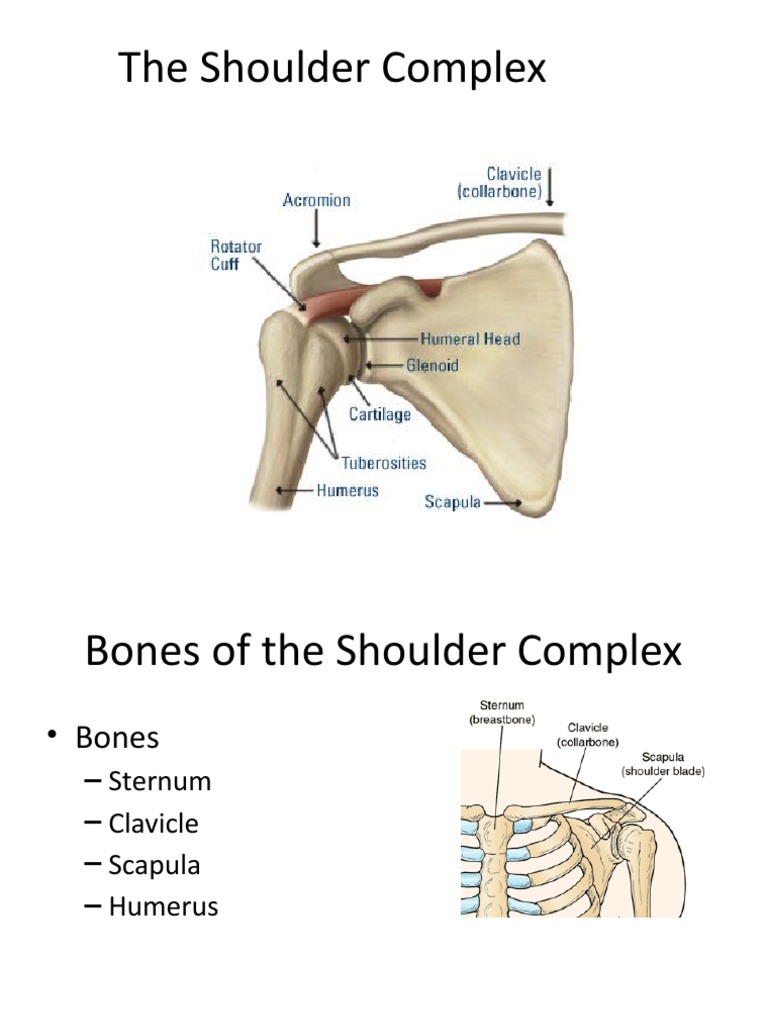 D Shoulder Complex Student | PDF | Wellness