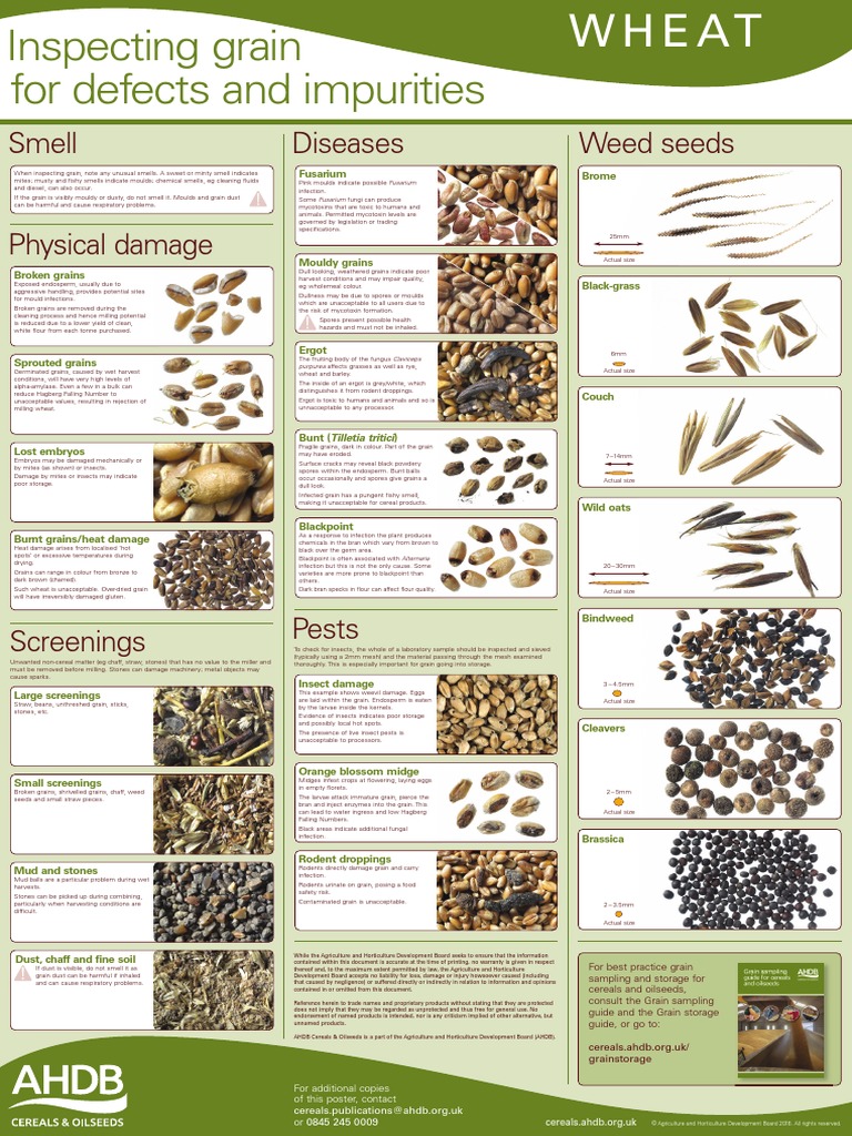 Inspecting Grain For Defects and Impurities Poster | PDF | Mycotoxin | Mold