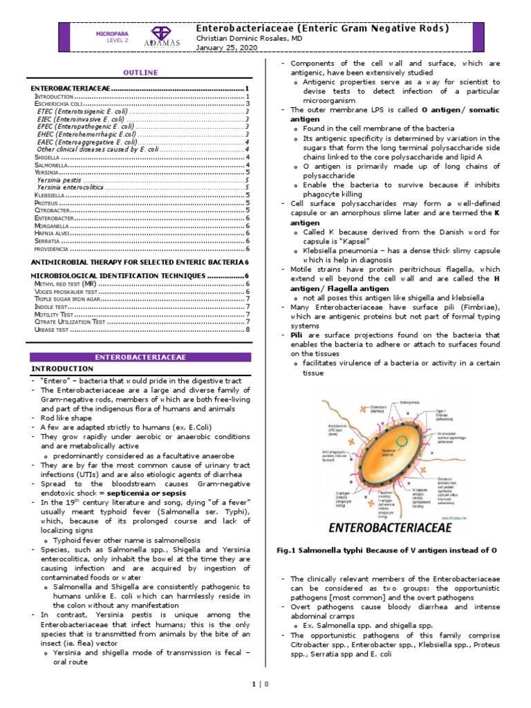 3.09 (MICRO) Enterobacteriaceae (Enteric Gram Negative Rods) | PDF ...