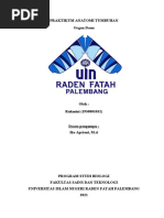 Morfologi Dan Anatomi Tanaman Pinus | PDF