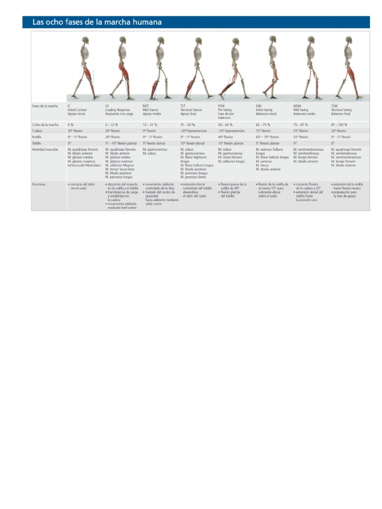 Fases Marcha | PDF
