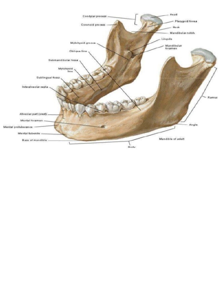 Anatomia Mandibula | PDF