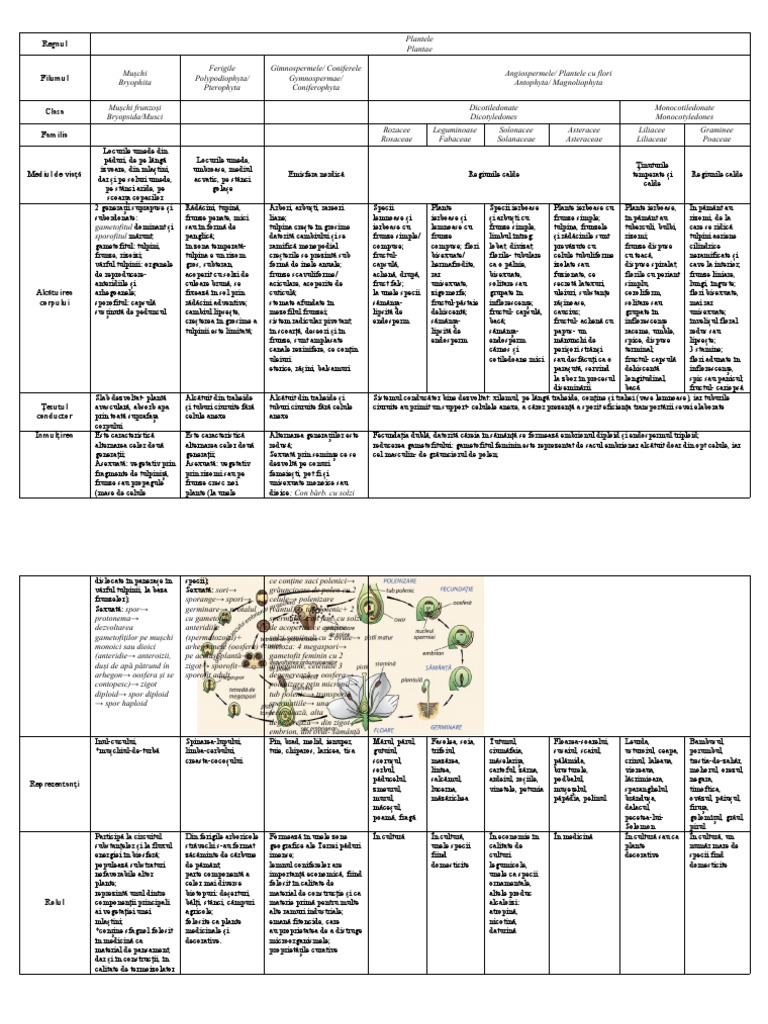 Regnul Plante, Tabel Sumar | PDF