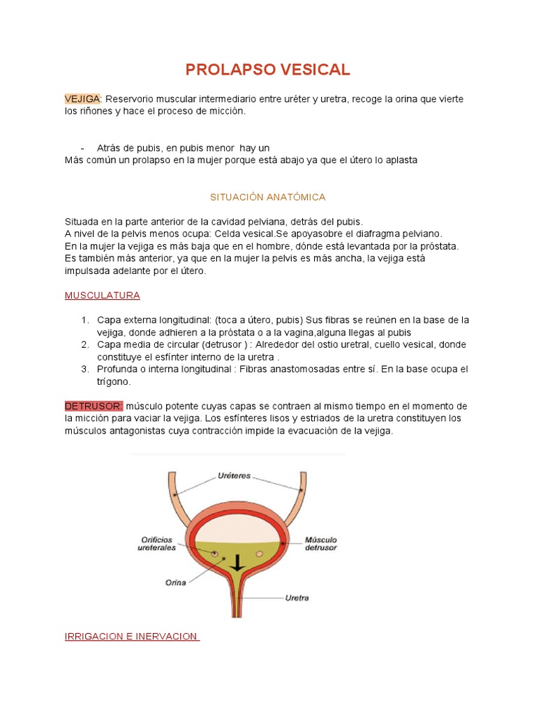 1.prolapso Vesical | PDF | Vejiga urinaria | Vagina