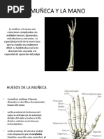 Huesos y Articulaciones de La Mano y Muñeca | PDF | Mano | Extremidades ...