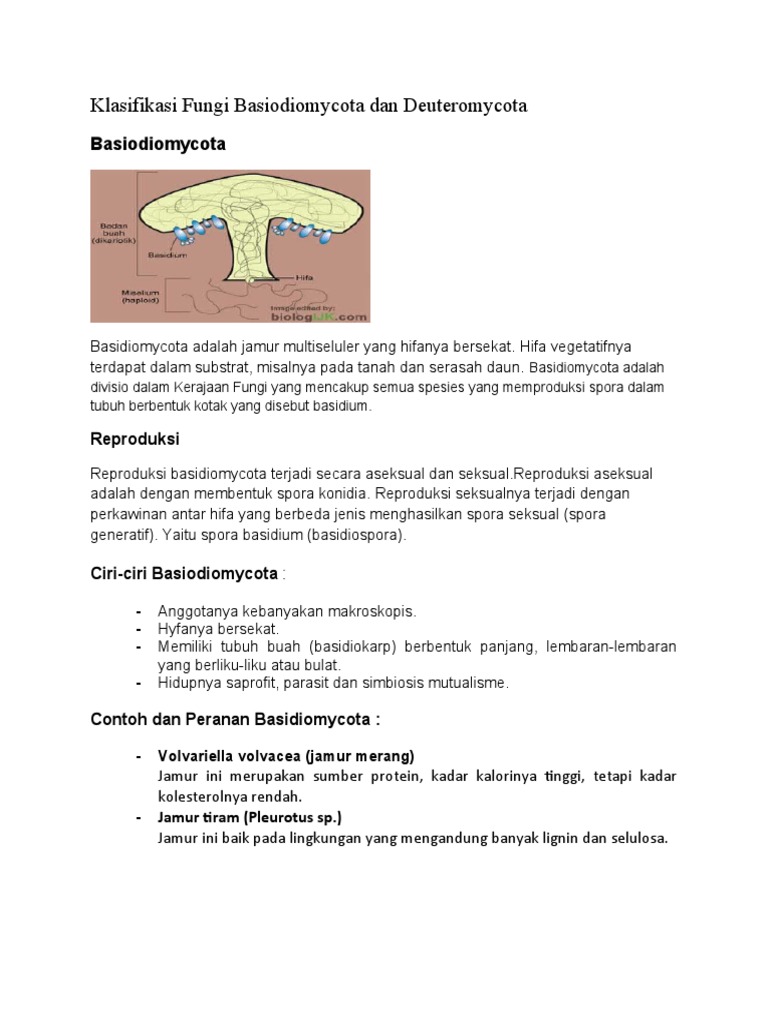 Klasifikasi Basiodiomycota Dan Deuteromycota | PDF