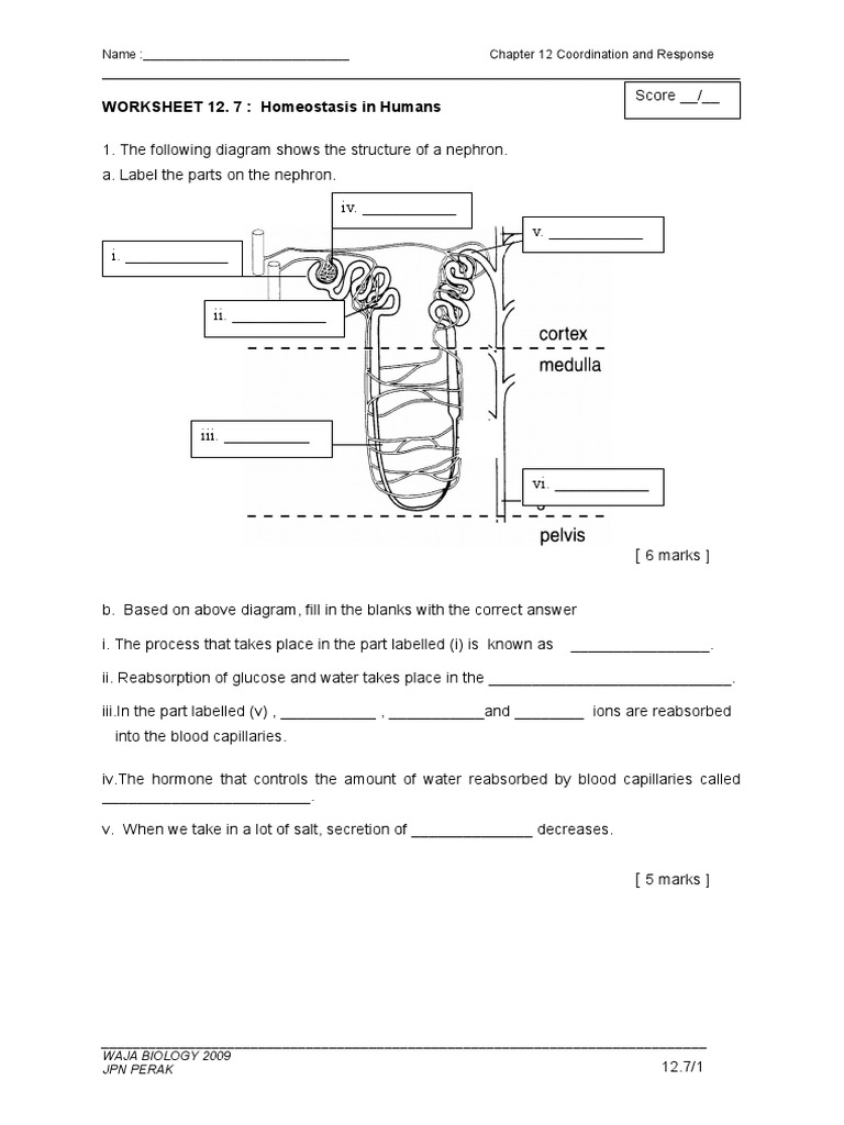 WORKSHEET 12. 7: Homeostasis in Humans: Name: - Chapter 12 Coordination ...