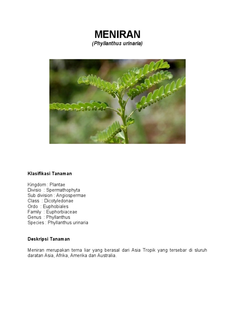 MENIRAN | PDF