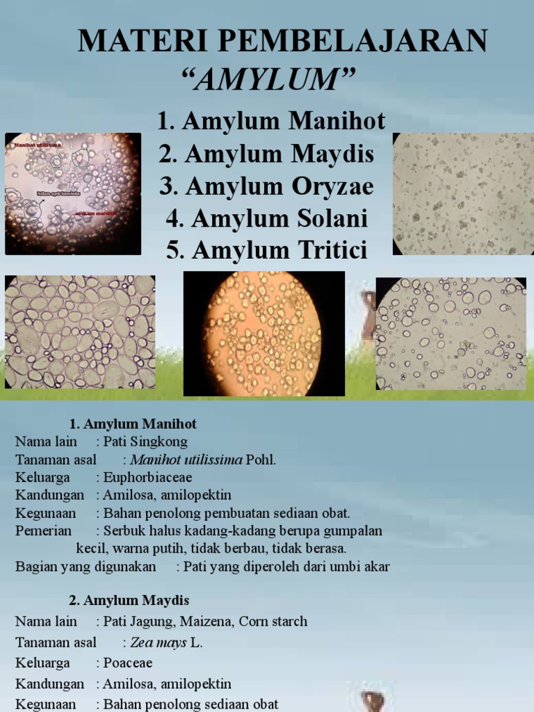 Jenis-jenis Amylum dan Kegunaannya | PDF | Sains & Matematika
