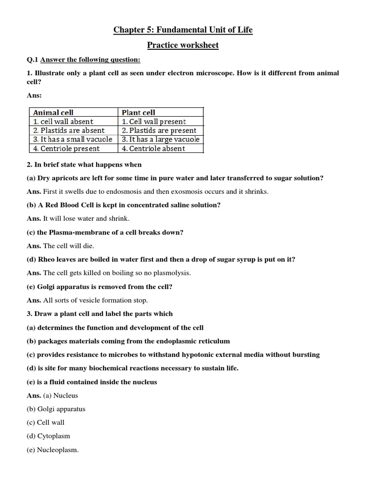 Chapter 5: Fundamental Unit of Life Practice Worksheet: (B) Golgi ...