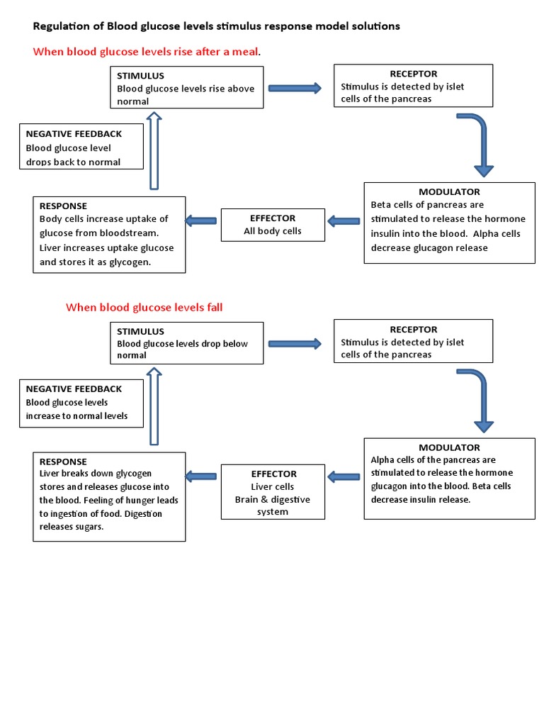 Blood Glucose Stimulus Response Model SOLUTIONS | PDF