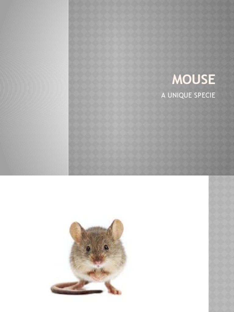 Mouse: A Unique Specie | PDF | Science & Mathematics