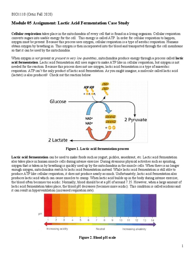Module 05 Assignment: Lactic Acid Fermentation Case Study: BIO1110 ...
