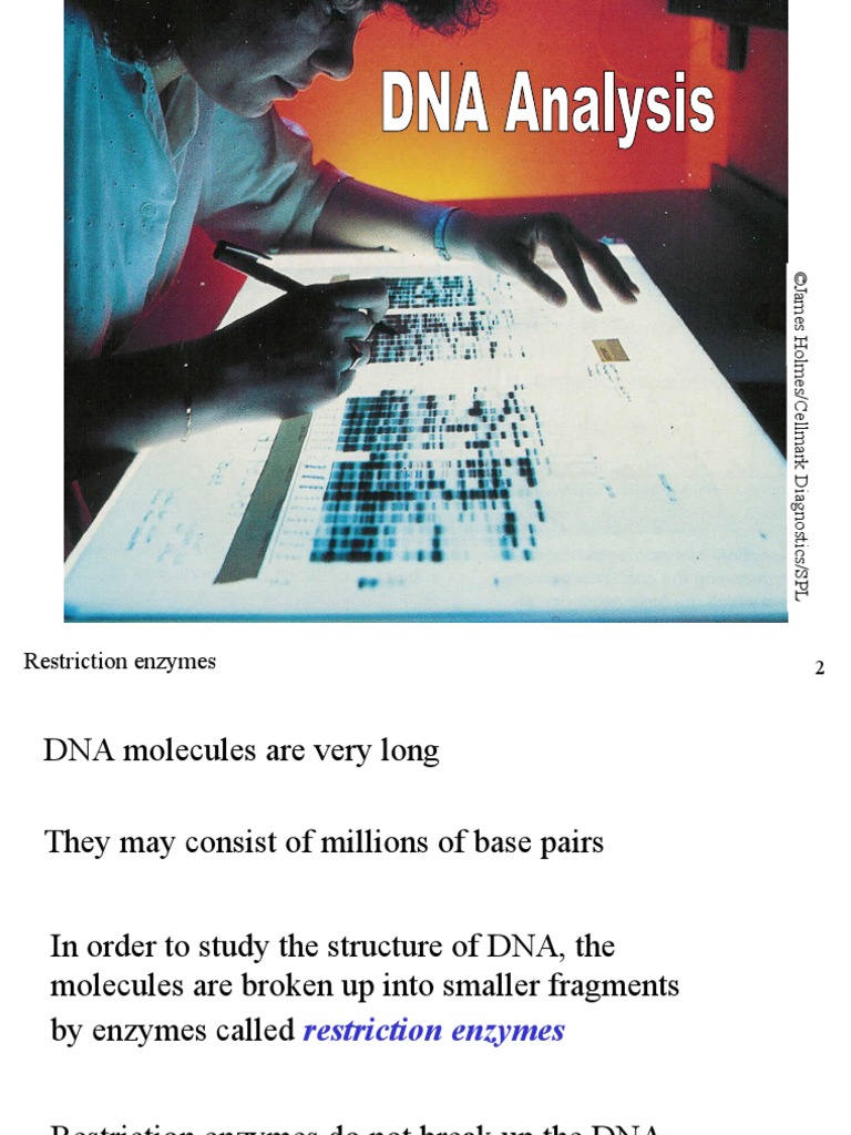DNA Analysis | PDF | Dna Profiling | Dna Sequencing