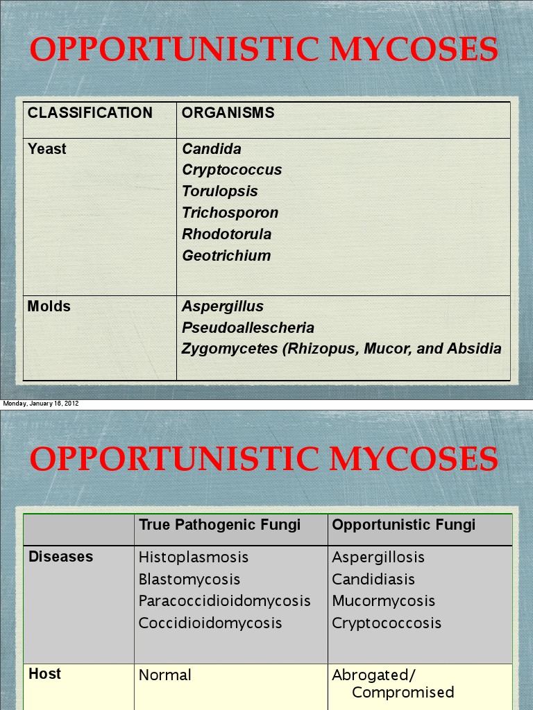 Opportunistic Mycoses: Classification Organisms Yeast | PDF ...