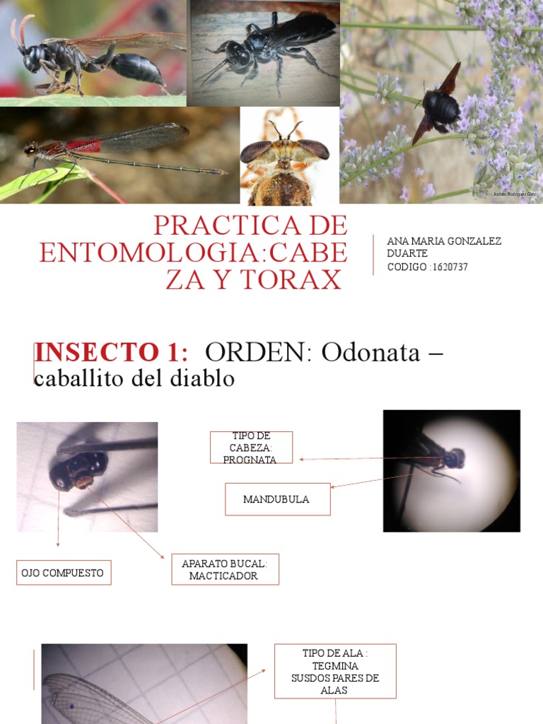 Características de Insectos: Cabeza y Alas | PDF | Himenópteros | Insectos