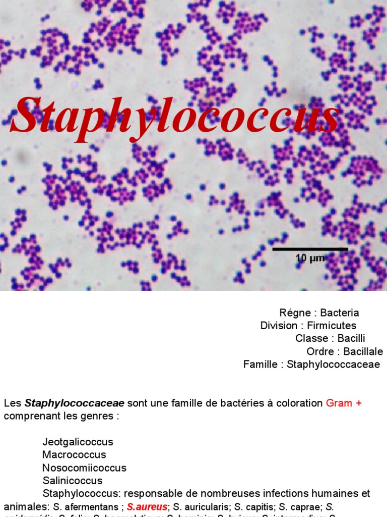 Staphylococcus PPT NATECHE 2020 | PDF | Staphylococcus | Staphylocoque doré