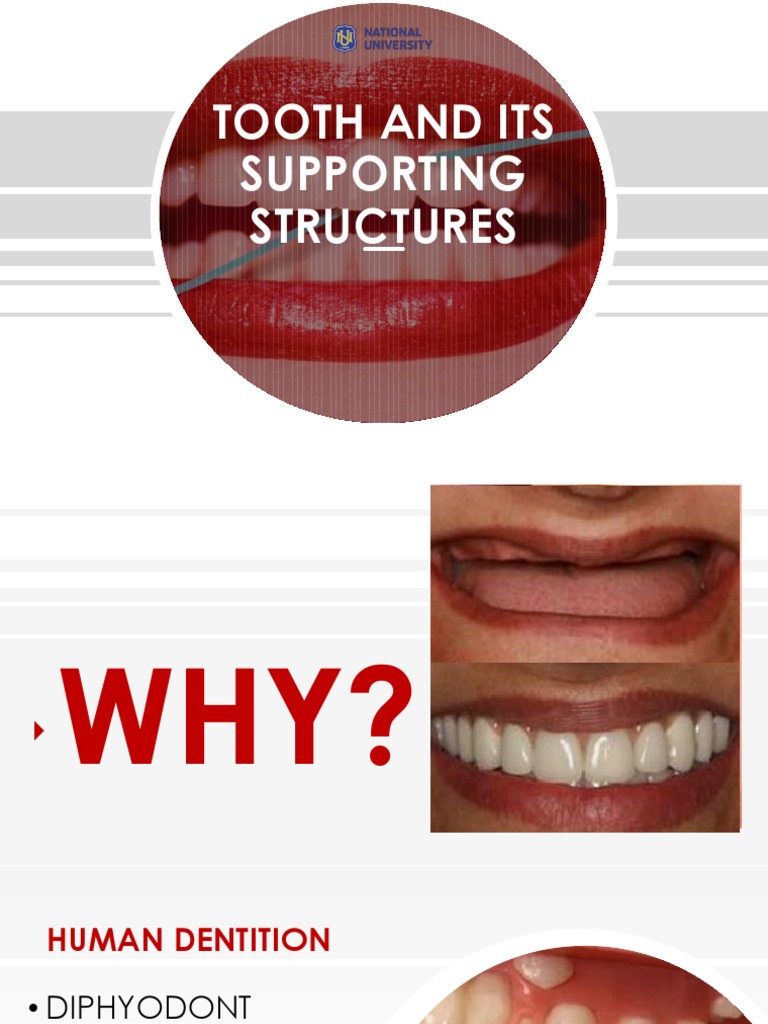 Oral Anatomy Lecture 2 Tooth and Its Supporting Structure | PDF | Tooth ...