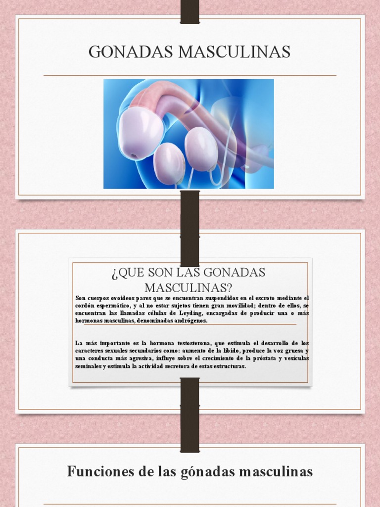 Gonadas Masculinas | PDF | Testículo | Andrógino