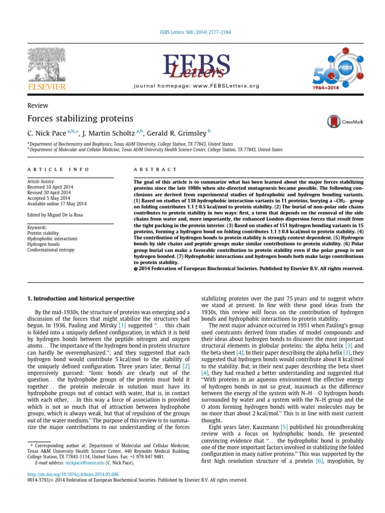 Protein Stability Forces Explained | PDF | Protein Folding | Hydrogen Bond