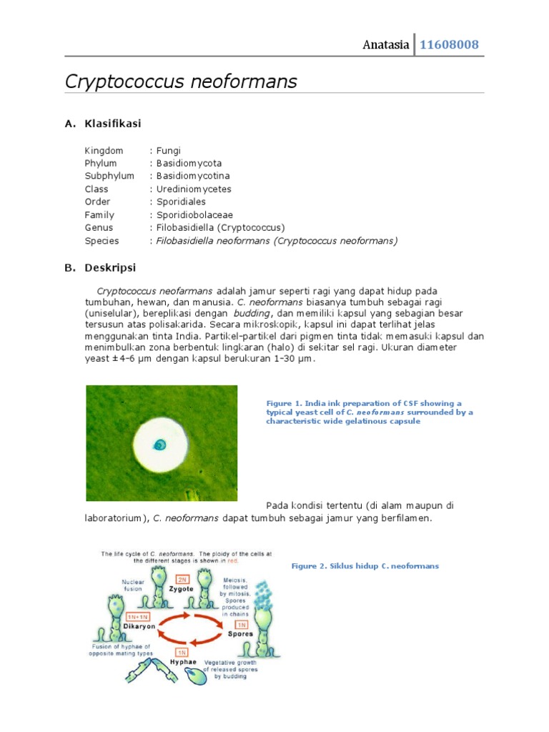 Cryptococcus Neoformans | PDF | Eukariota | Mikroorganisme