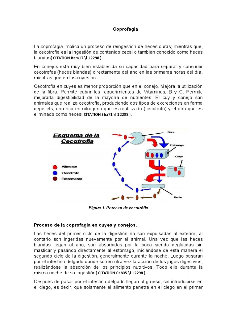 Coprofagia Conejos | PDF | Digestión | Heces