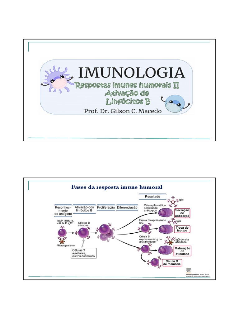 12 - Imunidade Humoral 2 - Ativação de Linfócitos B ERE | PDF | Célula ...