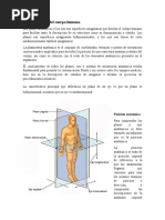 Cortes Anatomicos | PDF | Términos anatómicos de ubicación | Anatomía ...
