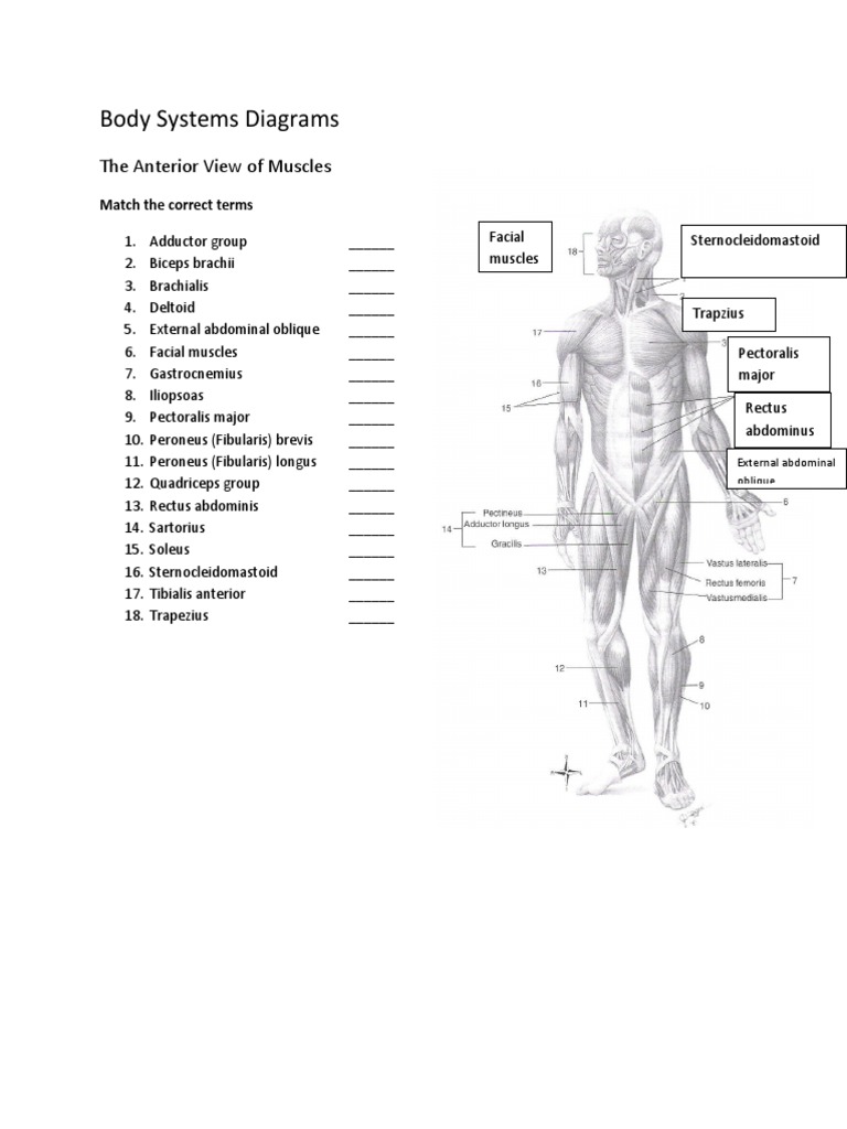 Body Systems Diagrams: The Anterior View of Muscles | PDF | Career ...