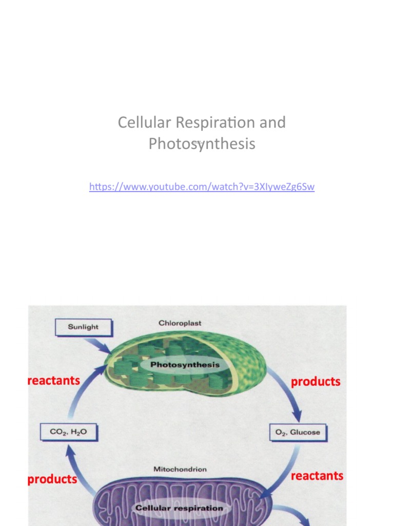 Cell Resp and Photosyn | PDF | Adenosine Triphosphate | Mitochondrion