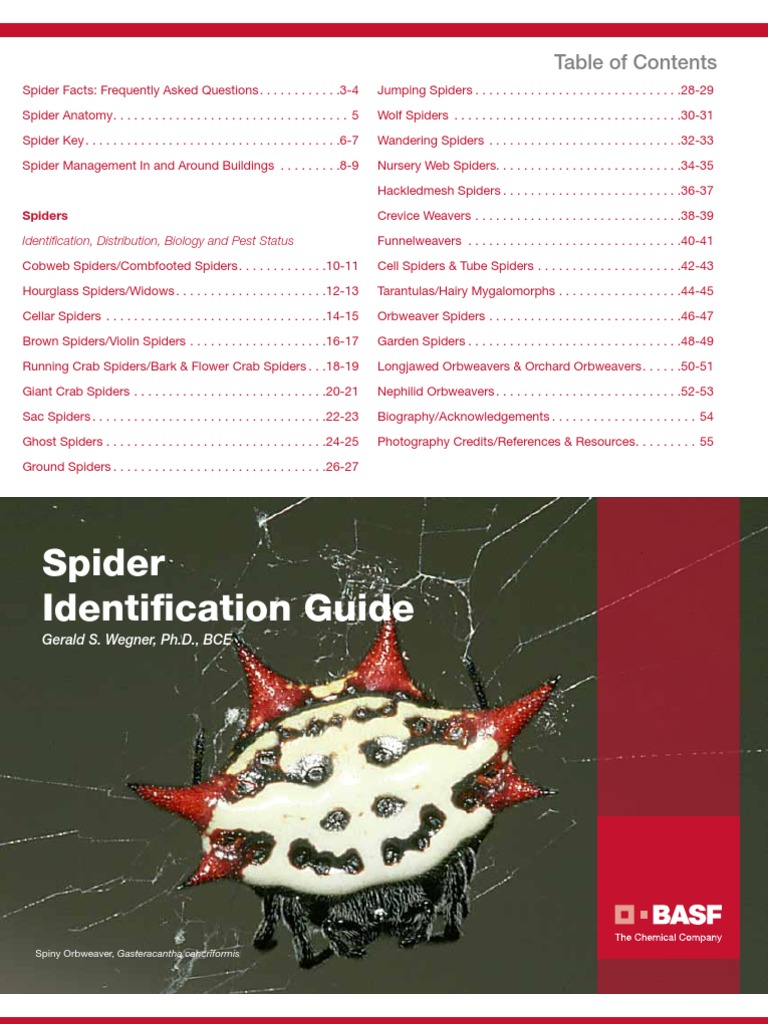 Spider-Identification Guide | PDF | Spider | Nature