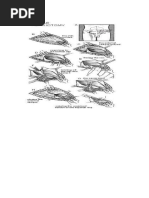 Insisi Operasi | PDF