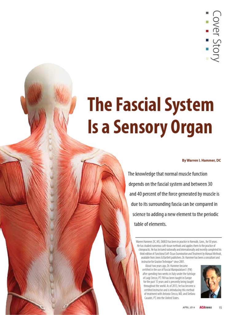 The Fascial System Is Sensory Organ | PDF | Muscle | Tissue (Biology)
